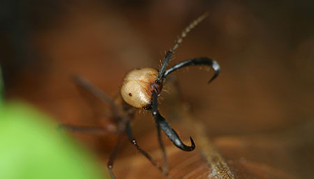 Living for a Suture | The Sterile Eye